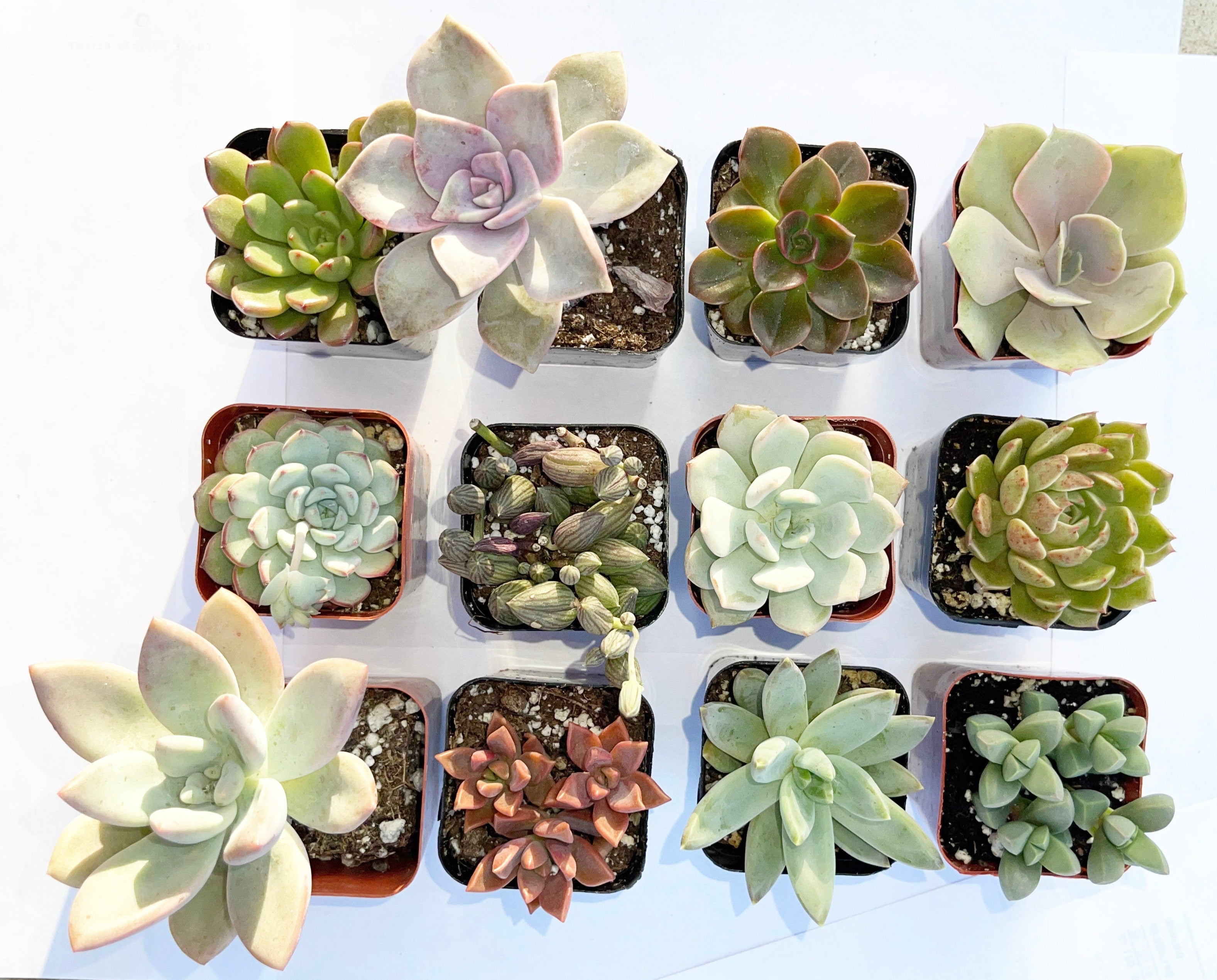 Succulent Heaven - Buy Succulents, Planters, and Bundles Online – SEAH